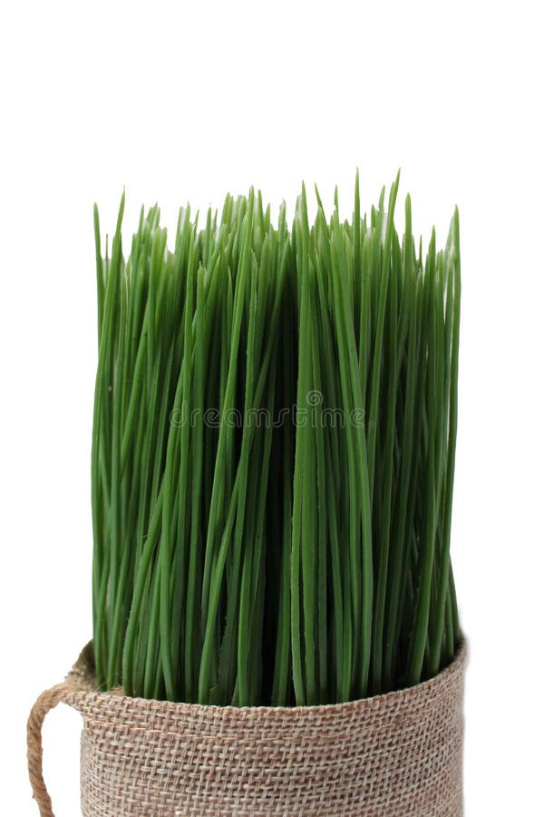 Artificial Green Grass, Cut Out Isolated Stock Photo - Image of field ...