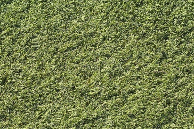 Artificial Green Grass Shot from Above, Top-down. Stock Photo - Image ...