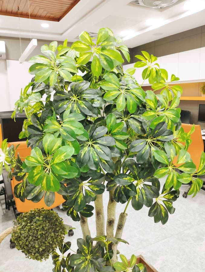 Artificial Green Tree in Office Stock Photo - Image of tree, green ...