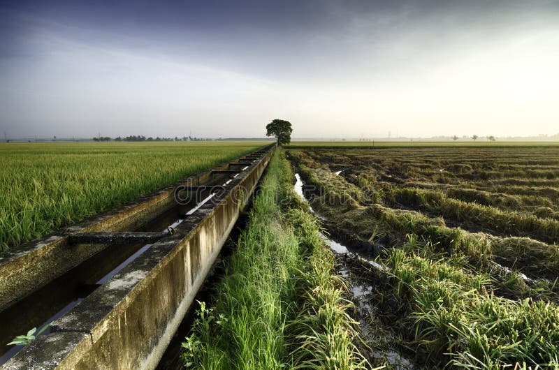 Artificial Green Tree, Rope Stock Photo - Image of texture, color: 64299126
