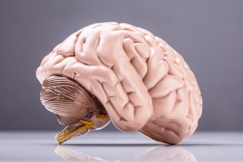 Artificial Human Brain Model Stock Image - Image of intellectual, model ...