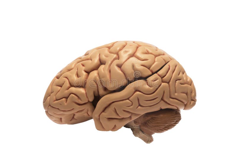 Artificial Human Brain Model, Left Sided View Stock Photo - Image of ...