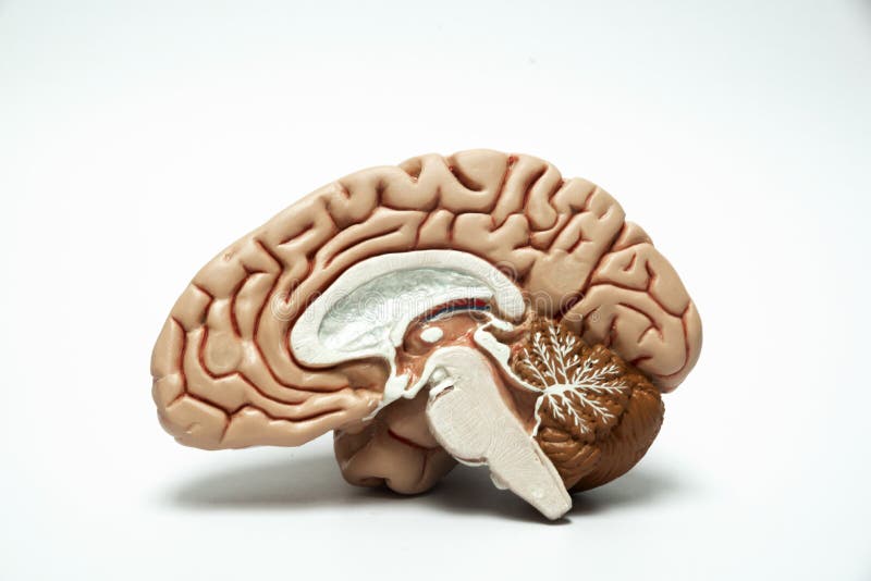 Artificial Human Brain Model Indifferent View Stock Image - Image of ...