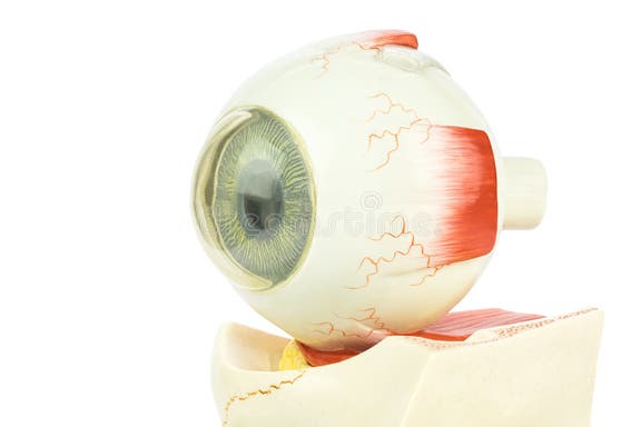 Artificial human eye stock photo. Image of nerve, macula - 47557074