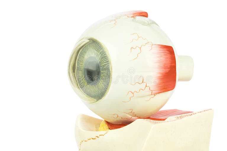 Artificial human eye stock photo. Image of nerve, macula - 47557074