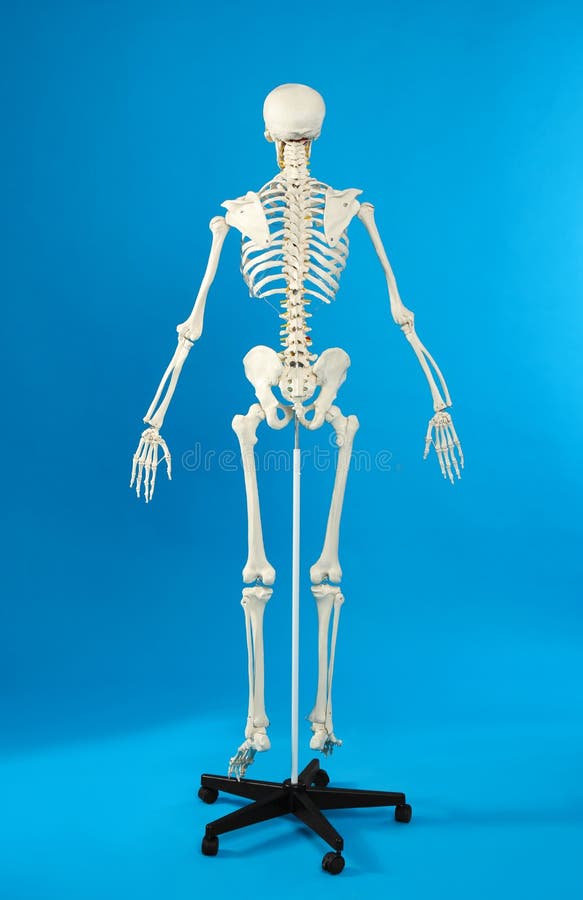 Artificial Human Skeleton Model on Background Stock Image - Image of ...