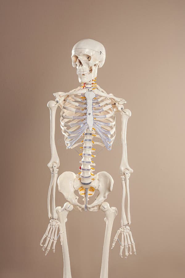 Artificial Human Skeleton Model on Beige Background Stock Photo - Image ...