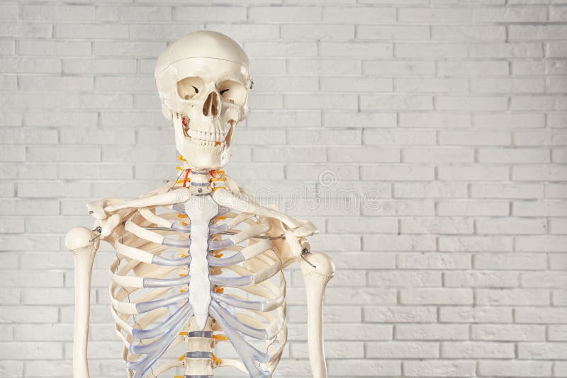 Artificial Human Skeleton Model Near White Wall. Space for Text Stock ...