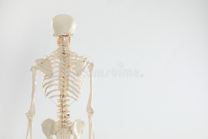 Human Skull Back Bump