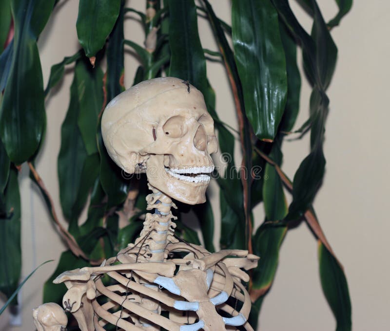 Artificial Human Skeleton, a Visual Aid for Biology, Medicine Stock ...