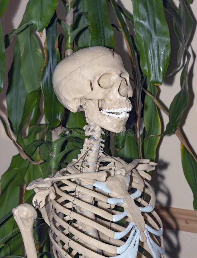 Artificial Human Skeleton, a Visual Aid for Biology, Medicine Stock ...