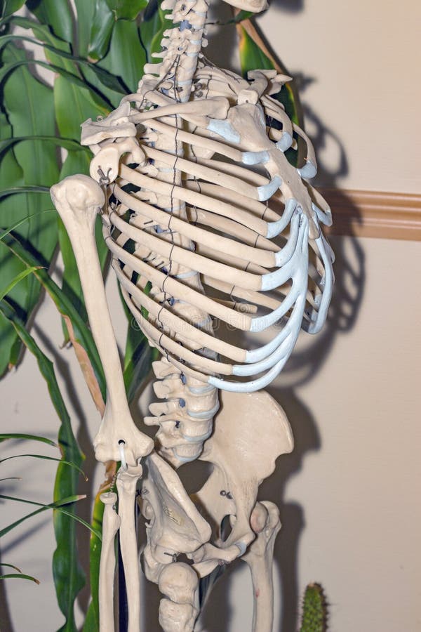 Artificial Human Skeleton, a Visual Aid for Biology, Medicine Stock ...