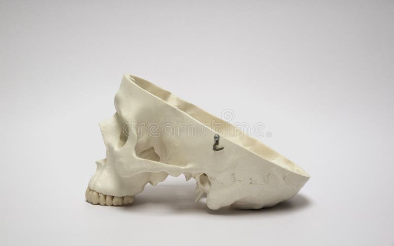 Artificial Human Skull Model Stock Image - Image of medicine, science ...