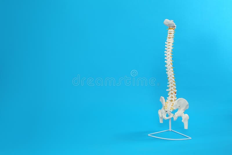 Artificial Human Spine Model on Background. Space for Text Stock Photo ...