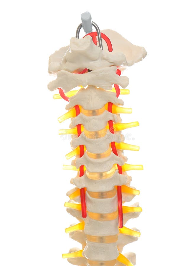 Artificial Human Spine Model Isolated on White Stock Image - Image of ...