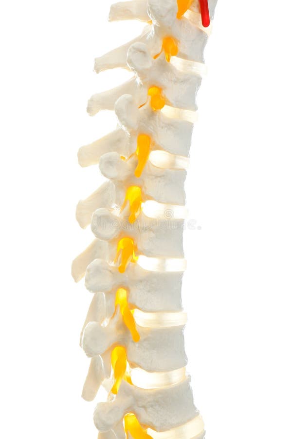 Artificial Human Spine Model Isolated on White Stock Photo - Image of ...