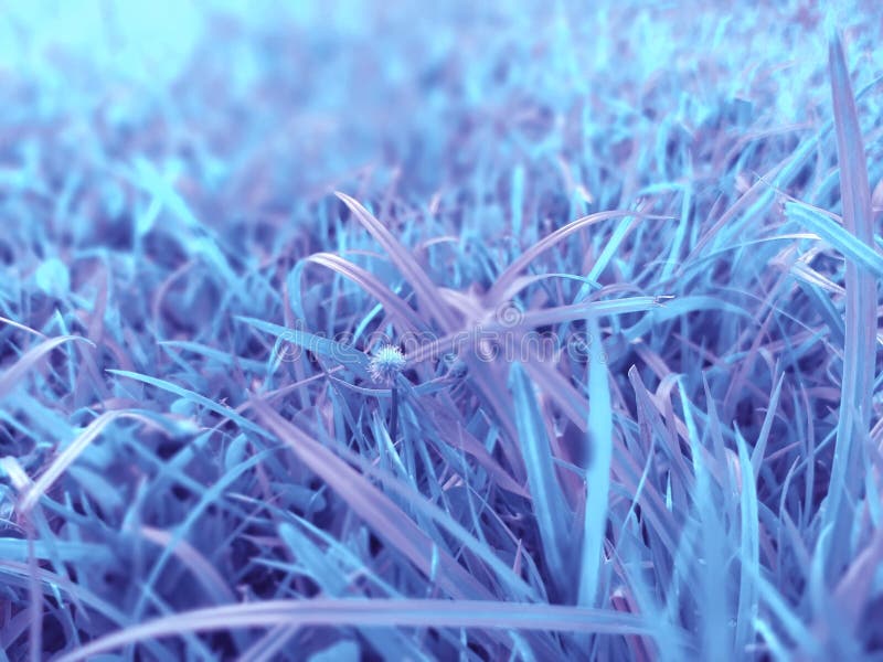Background of Blue Patterned Texture of Grass. Stock Photo - Image of ...
