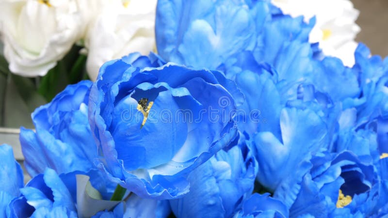 Artificial Inanimate Flowers on Shop Counter Stock Video - Video of ...