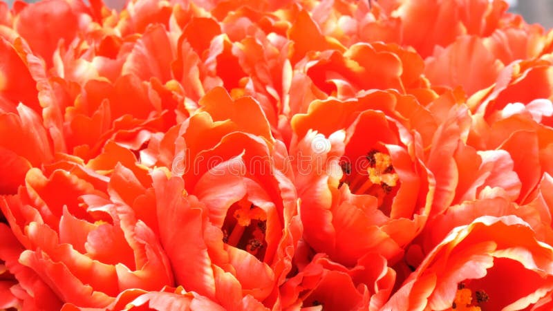 Artificial Inanimate Flowers on Shop Counter Stock Video - Video of ...