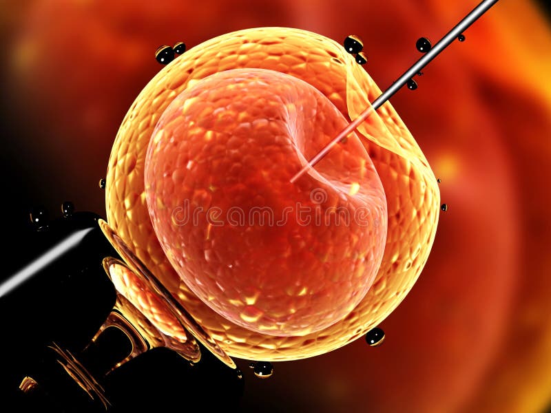 Artificial Insemination. Needle Puncture the Cell Membrane Stock ...