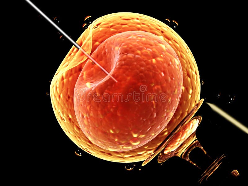 Artificial Insemination. Needle Puncture the Cell Membrane Stock ...