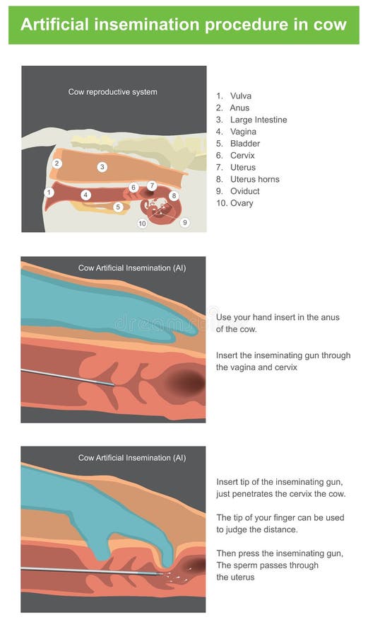 Artificial Insemination Procedure in Cow Stock Vector - Illustration of ...
