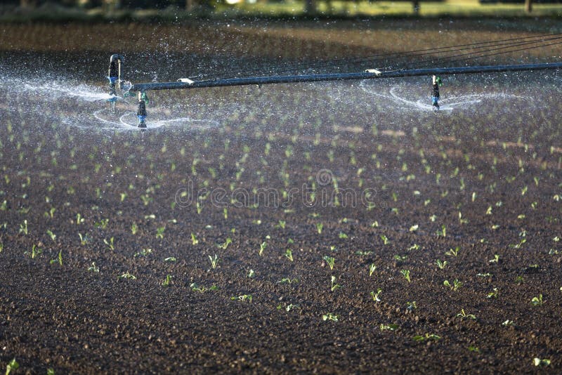 Artificial irrigation stock photo. Image of crop, environment - 38514754