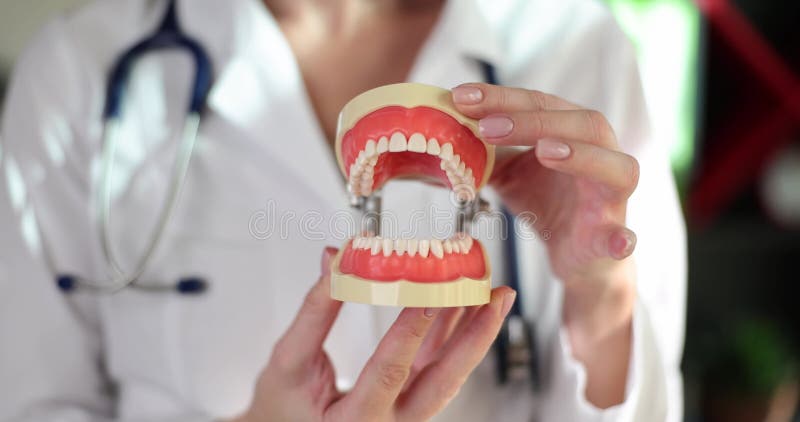 Artificial Jaw with Gums and White Even Teeth in Hands of Dentists ...