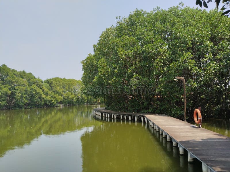 Artificial Lake Containing with Mangrove Trees Stock Photo - Image of ...