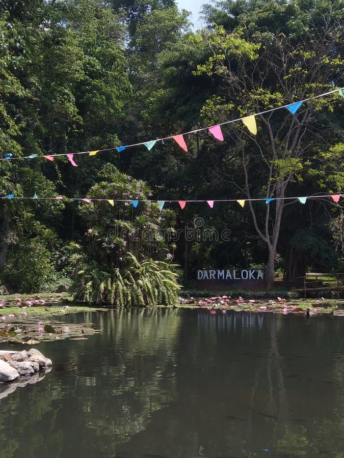 SHADY FOREST in BANYUWANGI stock image. Image of autumn - 251562667