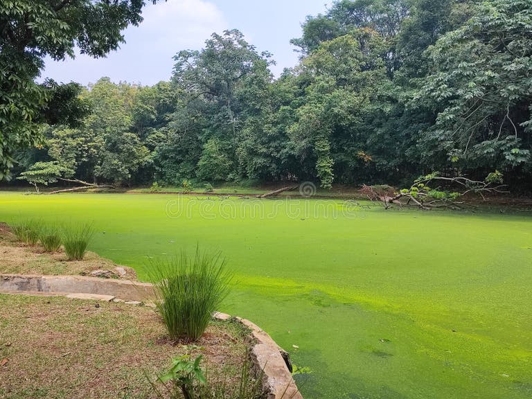 The Artificial Lake at the University of Indonesia is Filled with Algae ...