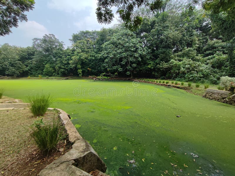 The Artificial Lake at the University of Indonesia is Filled with Algae ...