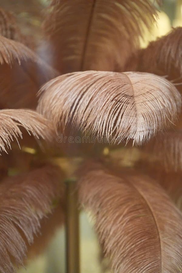 Artificial Large Feathers Pale Red Color Stock Photos - Free & Royalty ...