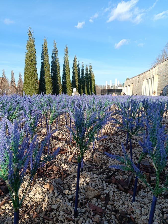 Artificial lavender field stock image. Image of shrub - 356306037