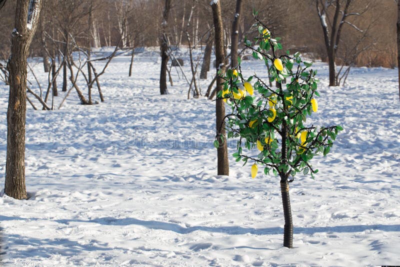 Artificial lemon tree stock image. Image of tree, lemon - 68615221