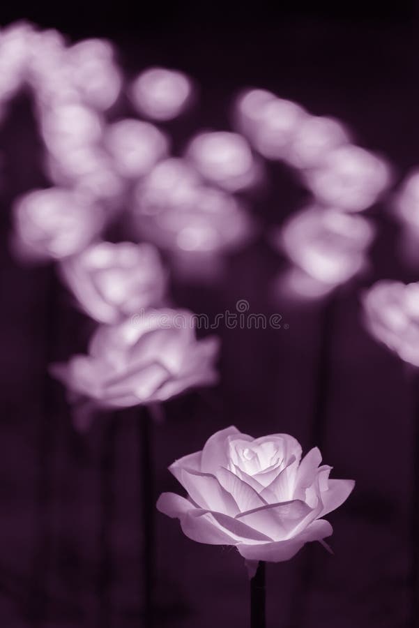 Illuminated flower. stock image. Image of bright, artificial - 260279267