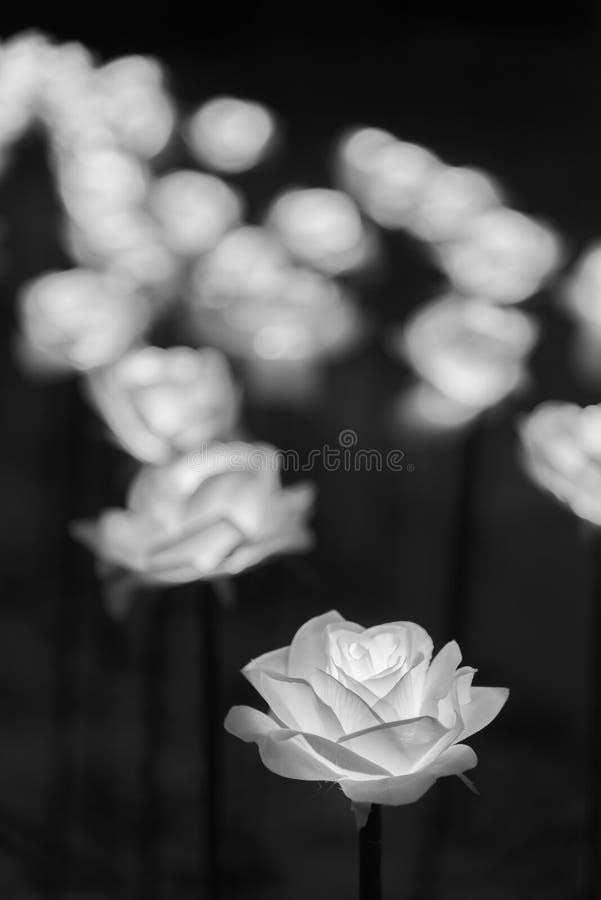Artificial Light Flower. Light Rose Flowers Illuminated at Night Stock ...