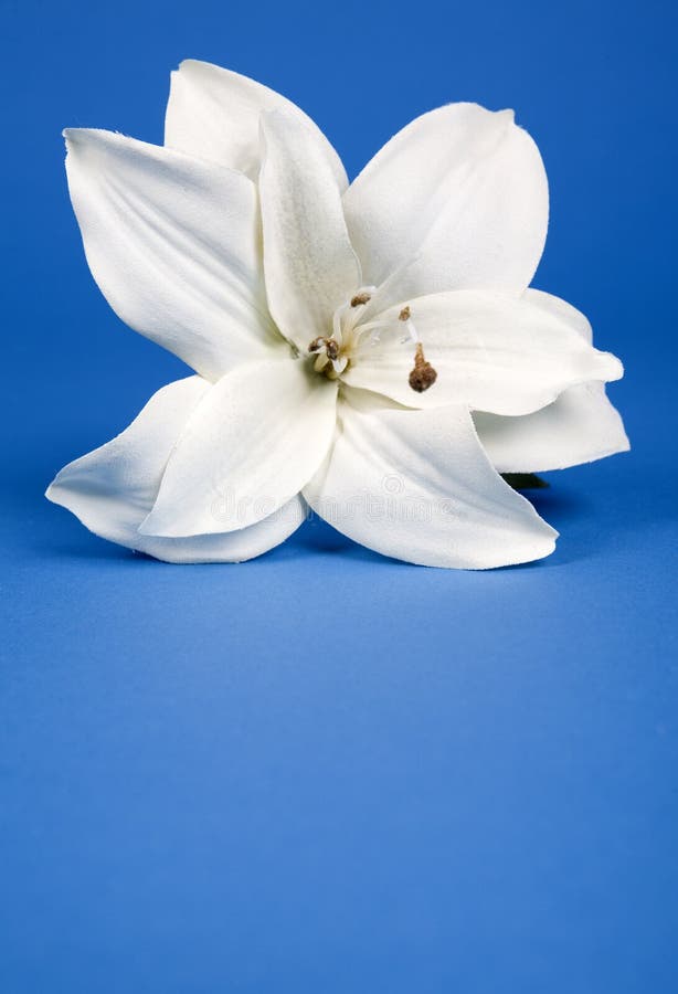 Artificial lilly stock photo. Image of bridal, lily, purity - 7002944