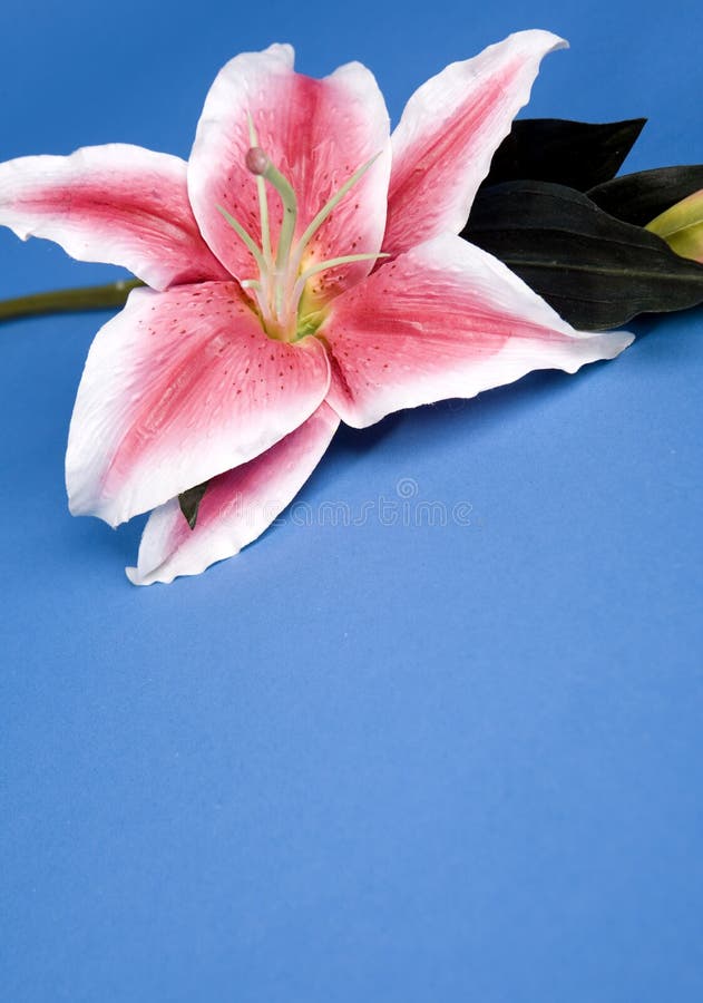 Artificial lilly stock image. Image of bridal, celebration - 7002961