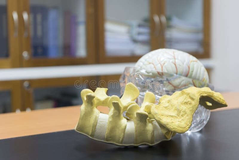 Lumbar Spine and Brain Model on the Table Stock Photo - Image of human ...