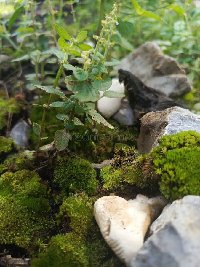 The Artificial Mini Garden is Very Beautiful for Wallpaper Stock Photo ...