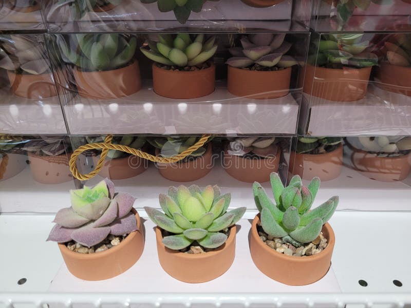 Artificial Mini Succulent Teacup Set Stock Image - Image of succulent ...