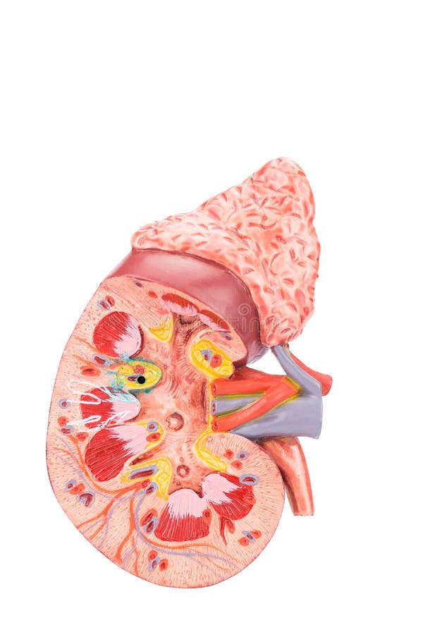 Model human kidney outside stock photo. Image of digestive - 47330172