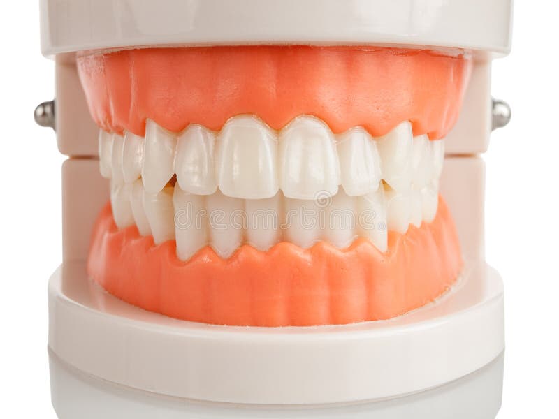 Artificial Model of Jaws with Teeth, Foreground, Bite of Teeth, Correct ...