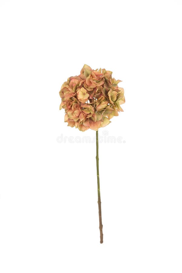 Artificial Mossed Branch or Twig Stock Photo - Image of center ...