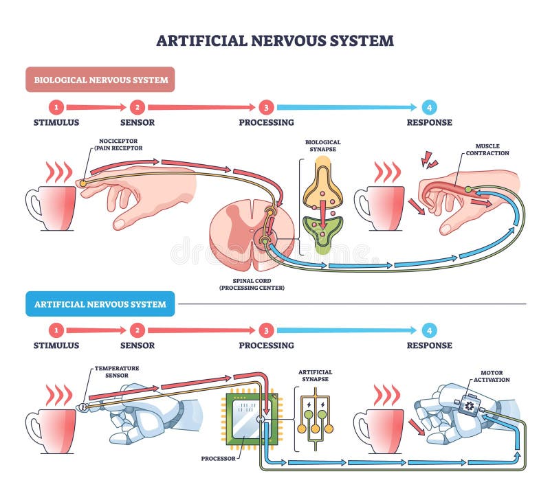 Artificial Nervous System Brief Diagram Compares Human Reflex and ...