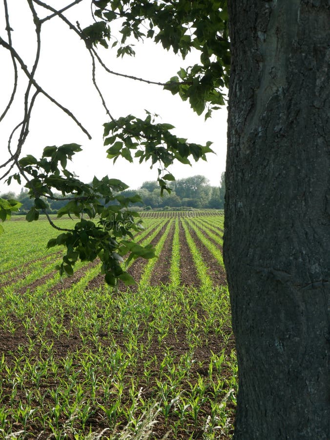 Rows of Maize Corn Behind a Tree Stock Image - Image of soil, hedegrow ...