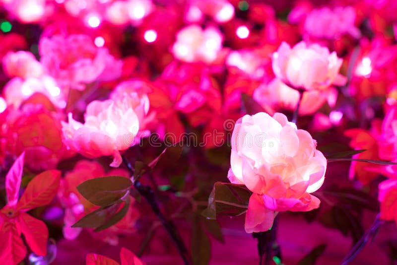 Artificial Pink Flower Has Led Light in it. Stock Photo - Image of ...