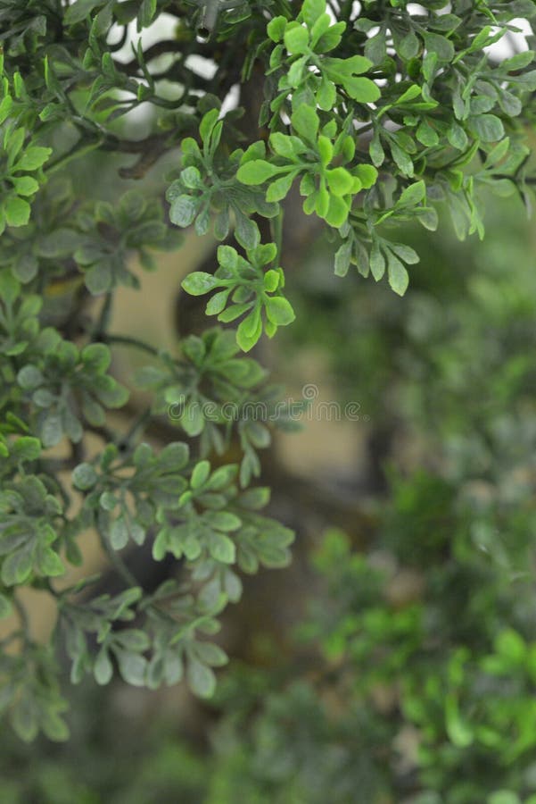 Artificial Plastic Plant Leaves Stock Photo - Image of grass, tree ...