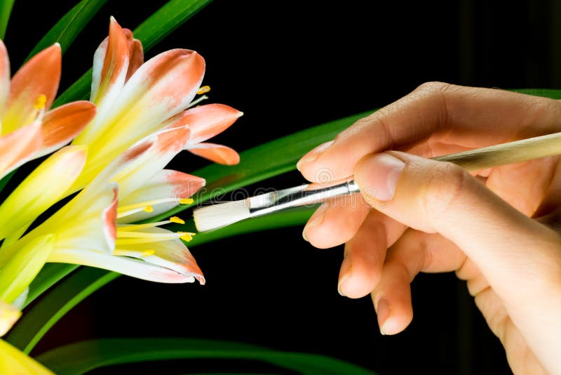 Artificial pollination stock photo. Image of ovary, fingers - 20055018